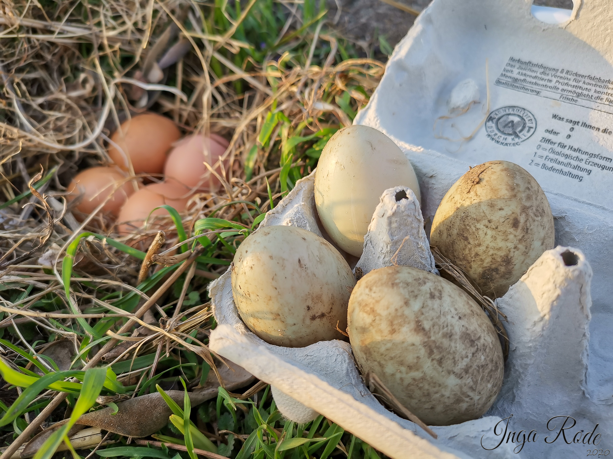 Enten 2021 | Inga's Welt